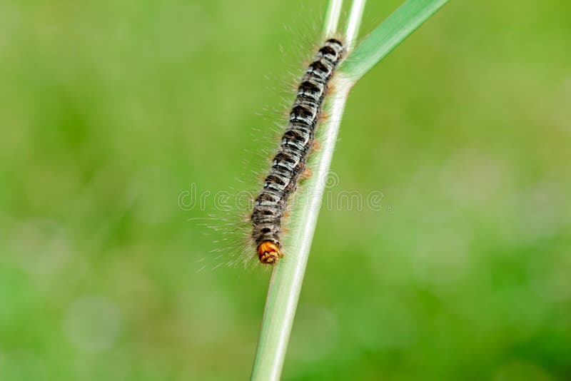 Slug worm on grass stock image. Image of macro, green - 45839507
