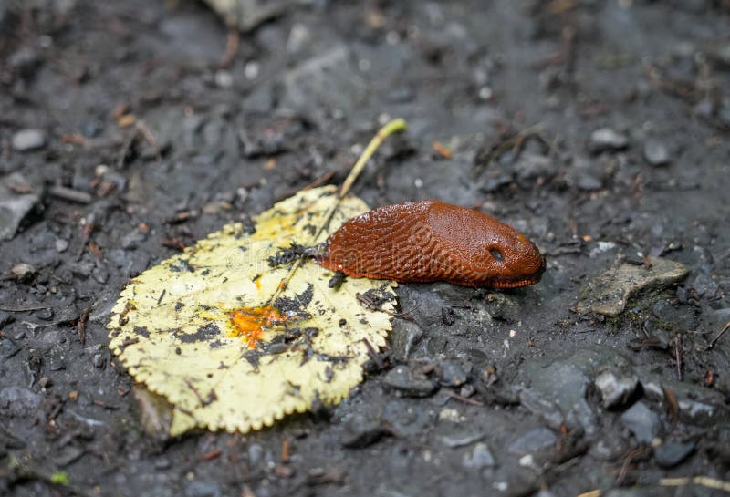 A slug on a yellow leaf. stock photo. Image of nature - 263820112