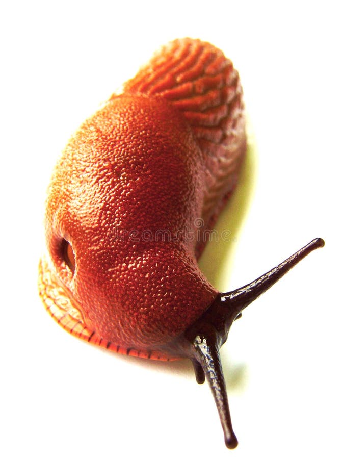 Sluggish stock image. Image of black, slime, snail, slowish - 204385