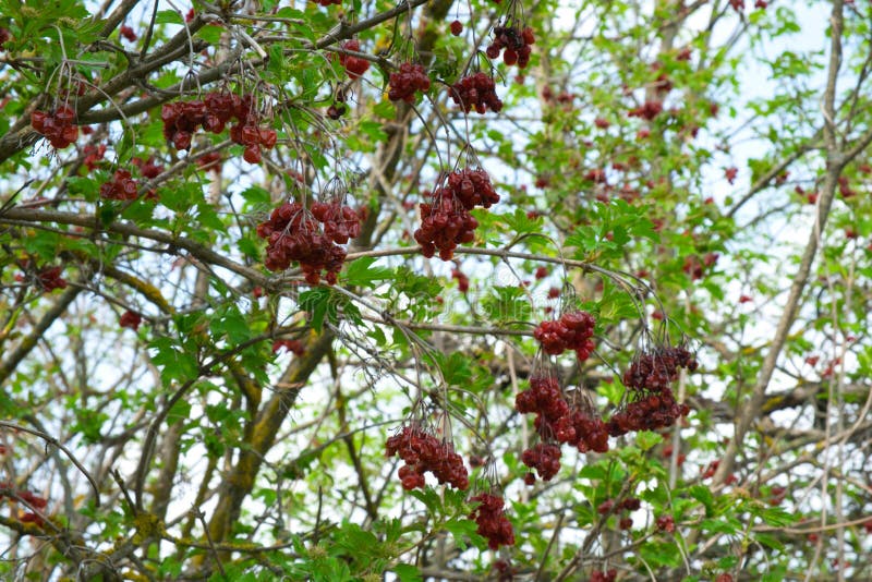 Sluggish Berries of Viburnum Bush. Bunches of Viburnum Stock Photo ...