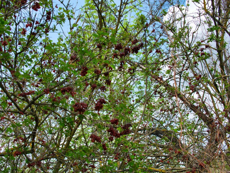 Sluggish Berries of Viburnum Bush. Bunches of Viburnum Stock Image ...