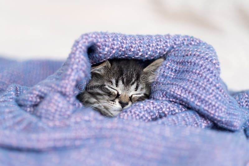 Sluggish Tired Kitten is Lazy Lying Under the Covers. Lazy Morning ...