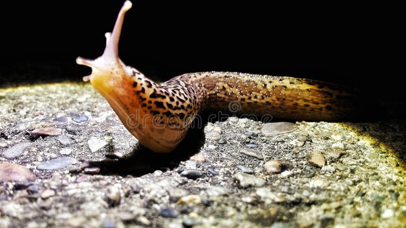 Sluggish Travels stock photo. Image of nature, midde - 138596188