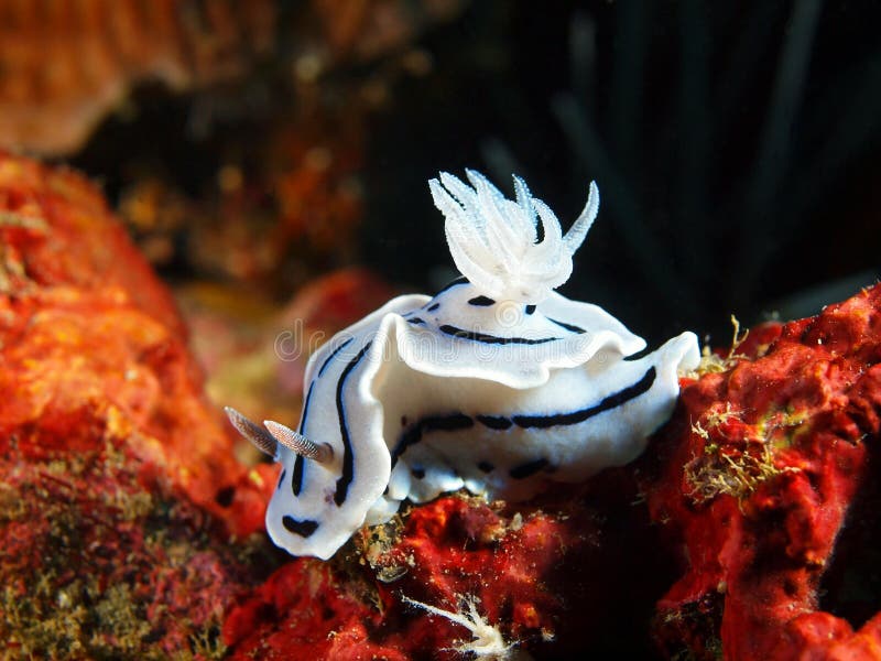 Slugs De Mar Do Mar Filipino Imagem de Stock - Imagem de lesma, coral ...