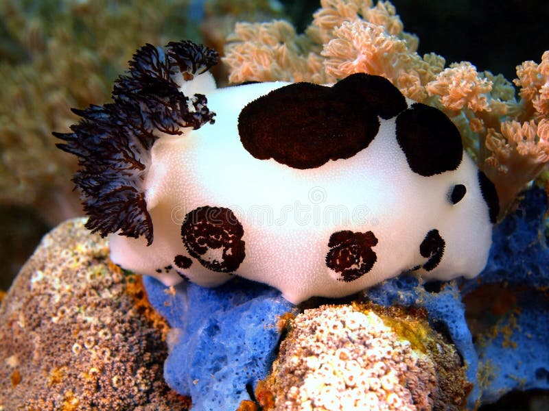 Slugs De Mar Do Mar Filipino Foto de Stock - Imagem de lesma, mergulho ...