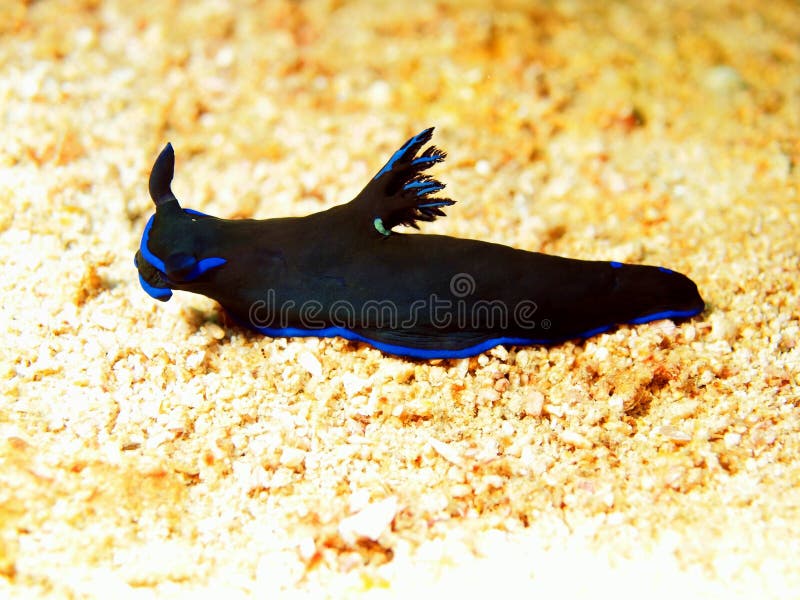 Slugs De Mar Do Mar Filipino Imagem de Stock - Imagem de animal, fauna ...