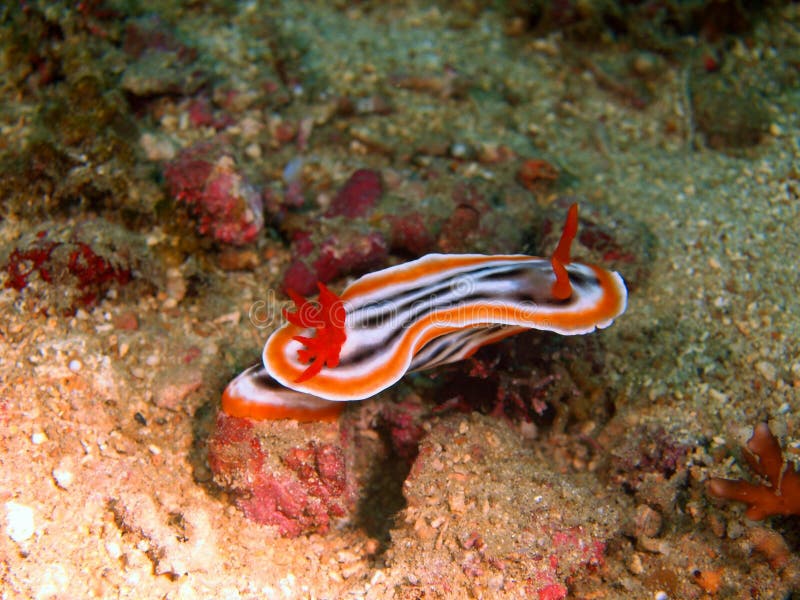 Slugs De Mar Do Mar Filipino Imagem de Stock - Imagem de invertebrado ...