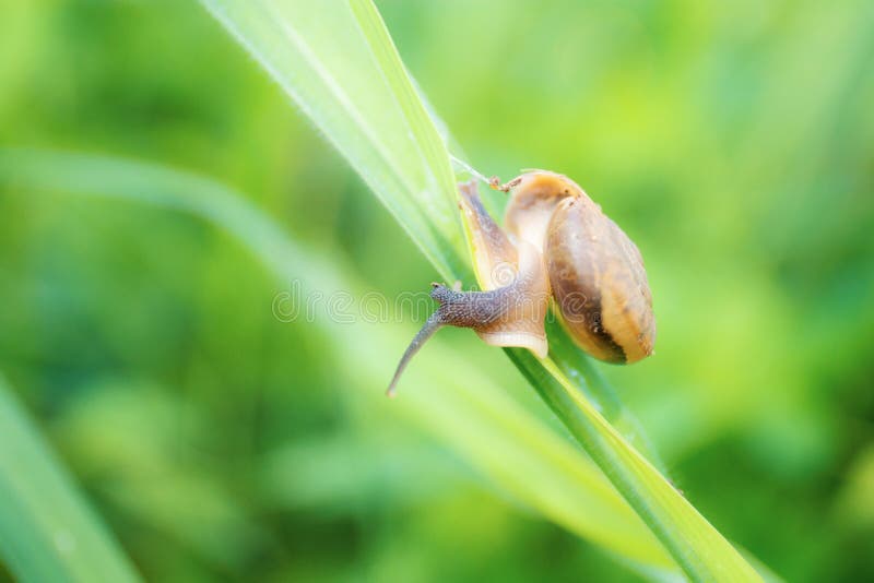 Slugs on grass in fields stock image. Image of animal - 190298377