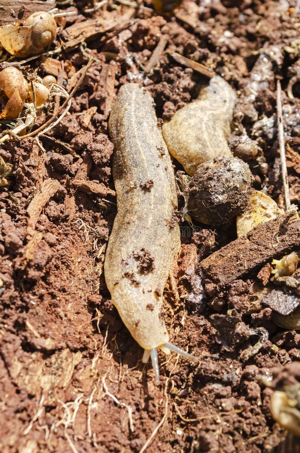 Slugs in the Dirt stock photo. Image of land, tropical - 280448430