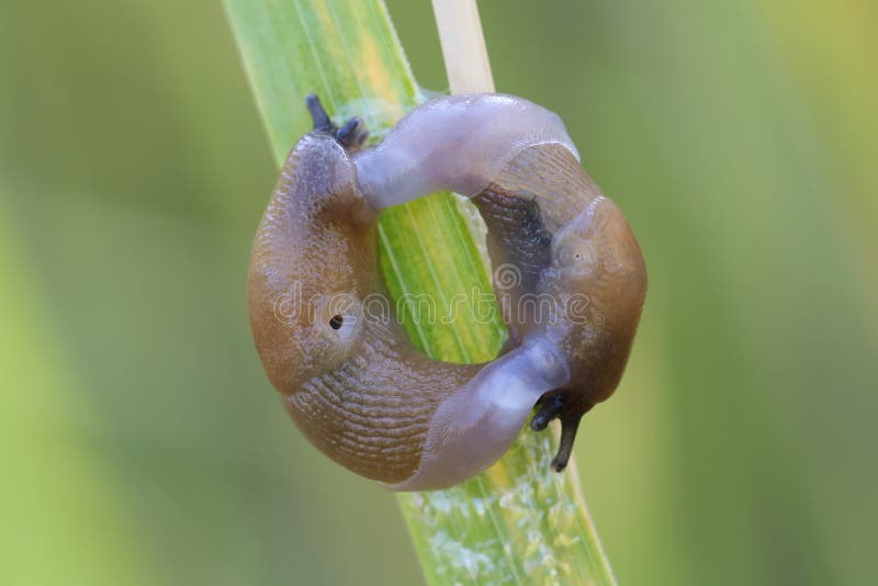 Mating Slugs in the Forest, Close Up. Stock Photo - Image of animal ...