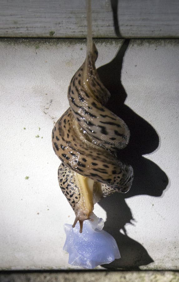 Slugs mating stock image. Image of hanging, sexual, outside - 92499775