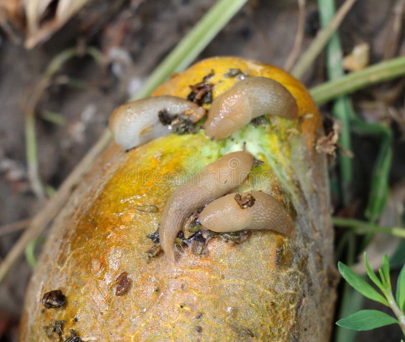 Slugs (molluscs of the Gastropod Class) on Vegetable Crops Stock Photo ...
