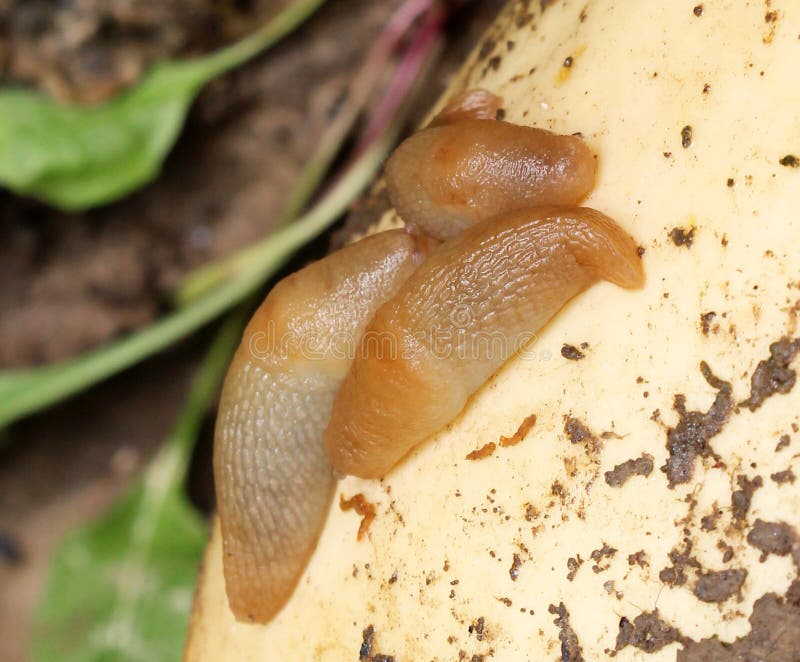 Slugs (molluscs of the Gastropod Class) on Vegetable Crops Stock Photo ...