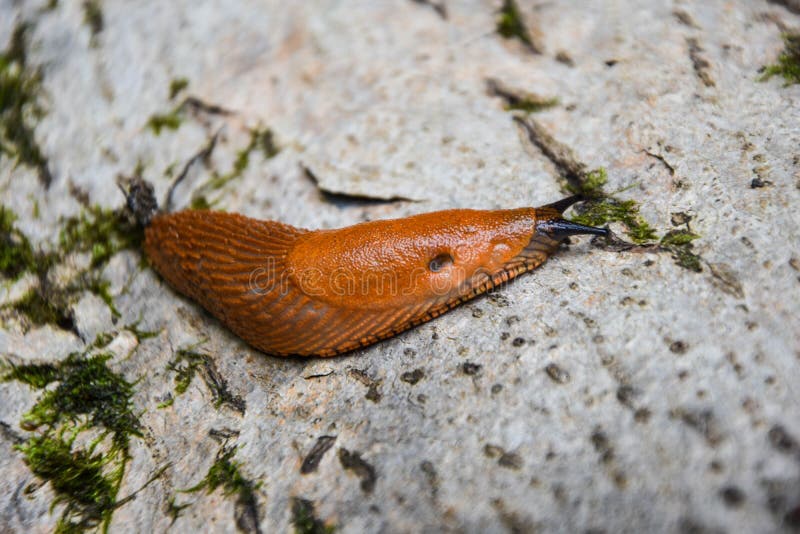 Slugs in Motion, on Tree Stump. Stock Photo - Image of color, closeup ...