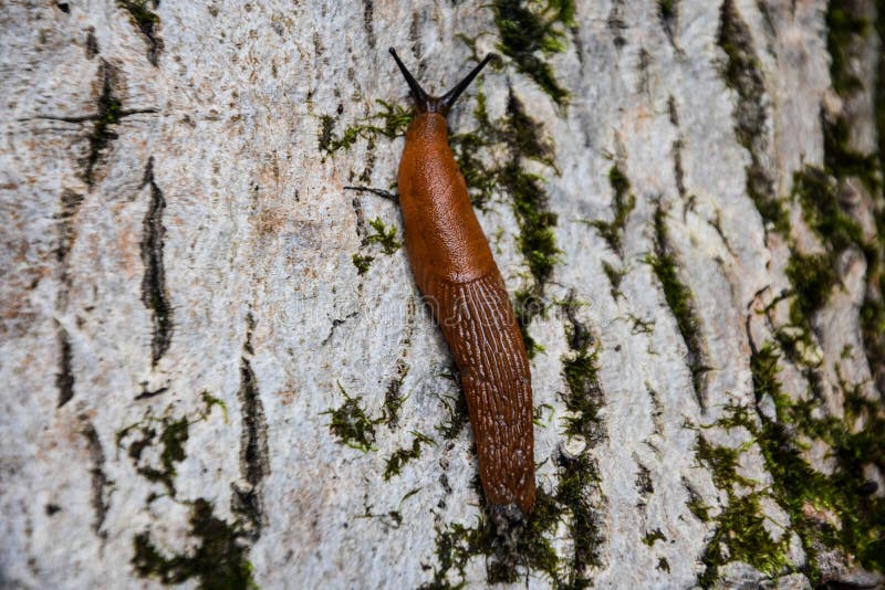 Tree Slugs Sleeping during the Day. Stock Photo - Image of edible ...