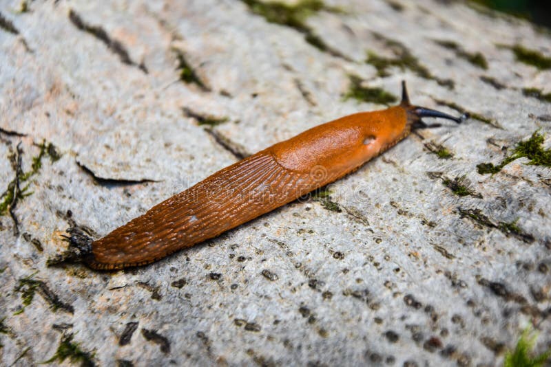 Slugs in Motion, on Tree Stump. Stock Image - Image of length, mucus ...