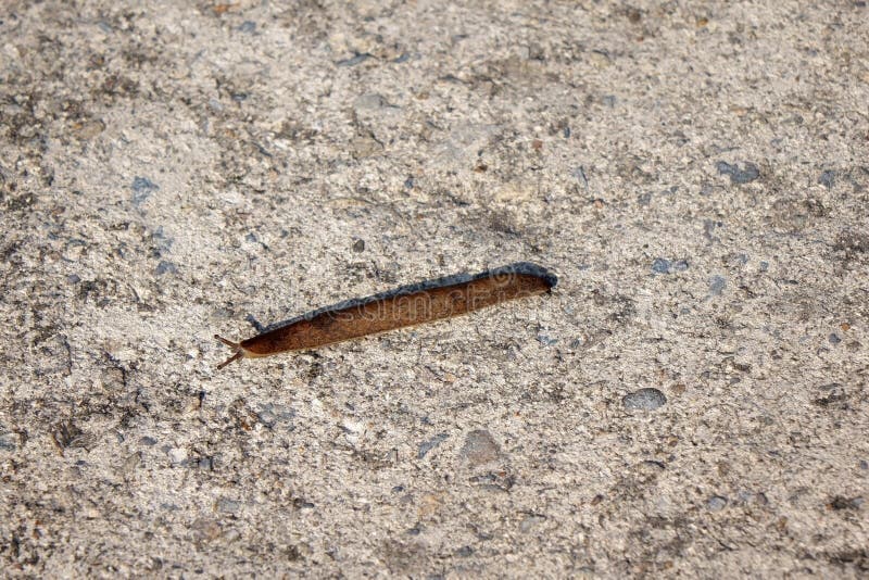 Slugs stock image. Image of motion, invertebrate, macro - 77190749