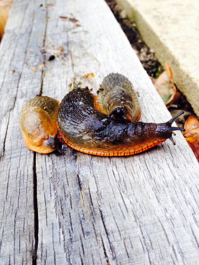 Slugs stock image. Image of slugs, three, english, together - 44982495