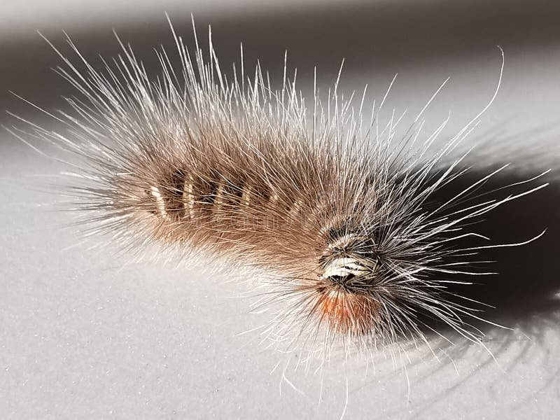 Slugs worms stock photo. Image of forest, worms, slugs - 203366094