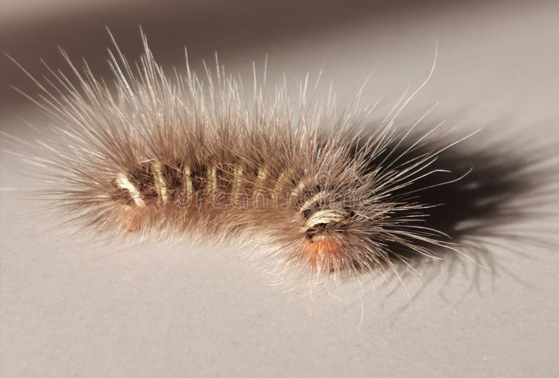 Slugs worms stock photo. Image of moth, brown, wildlife - 203366098