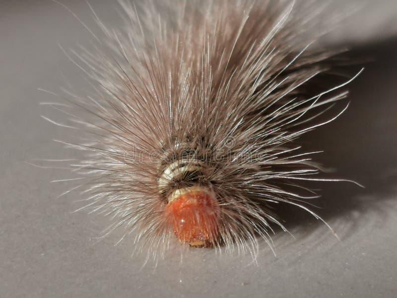 Slugs worms stock photo. Image of green, land, forest - 203376658