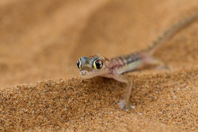 Gekko in Namib-woestijn stock foto. Image of reptiel - 74999890