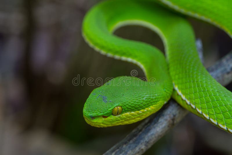 De Groene Slang Van De Kuiladder Stock Foto - Image of fauna, afrika ...