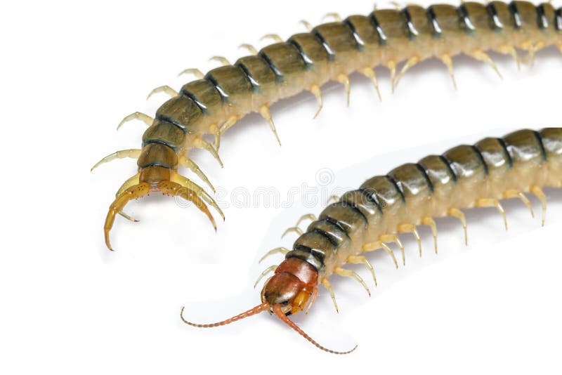 Sluit Omhoog Lichaam Van Mannelijke Gemeenschappelijke Gouden Vogel ...