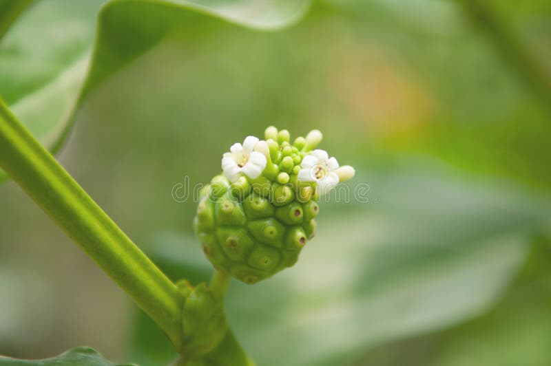 Close-up Van De Noni-vrucht Stock Foto - Image of naughty, eiland: 37879948