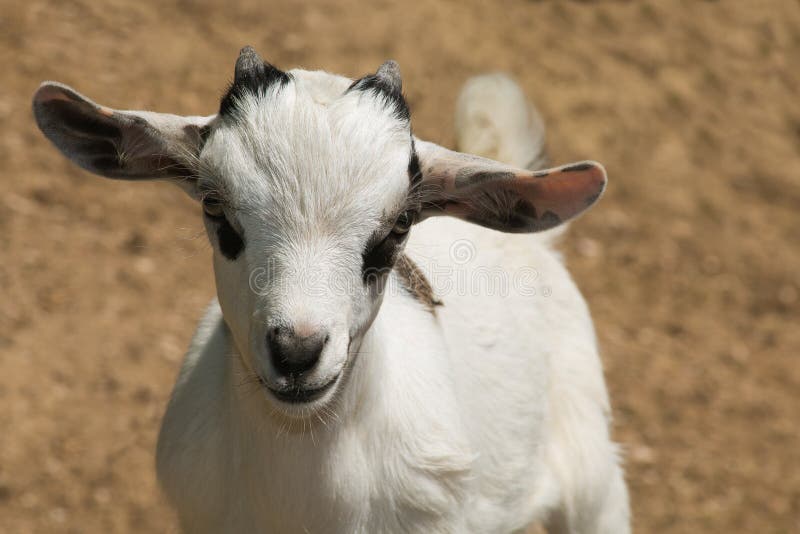 Mannetje Van Dwerg Tibetan Geit Stock Foto - Image of schoonheid ...