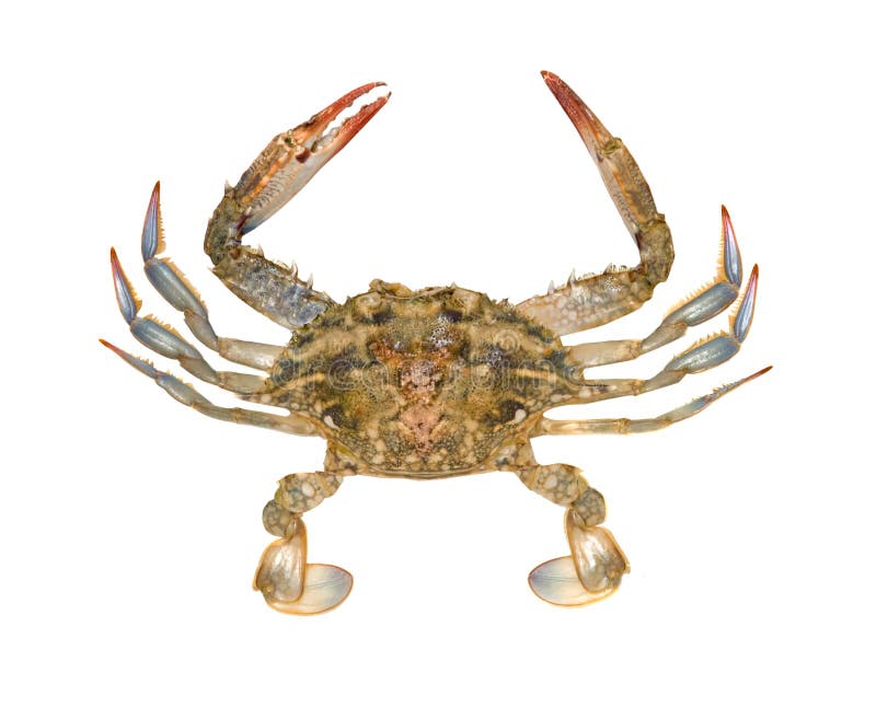 Blauwe Zeekrab Geïsoleerd Op Witte Achtergrond Stock Afbeelding - Image ...