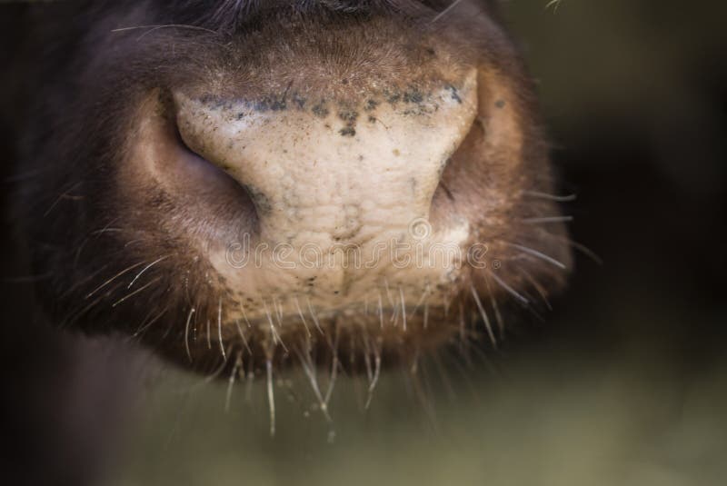 De Neus Van De Stier De Koe Met Een Metaalring In De Neusgaten Stock ...