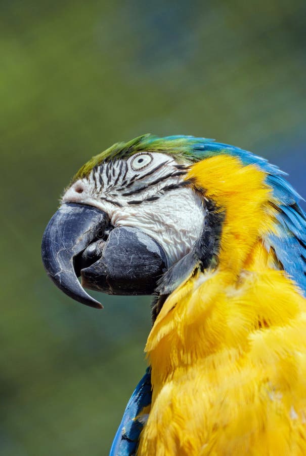Close-up Van Blauw-en-Gele Het Oog Van De Ara Stock Afbeelding ...