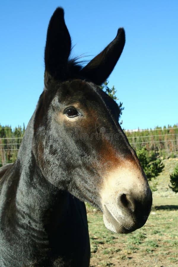 Muildier stock afbeelding. Image of lelijk, kruising, bruin - 1026697