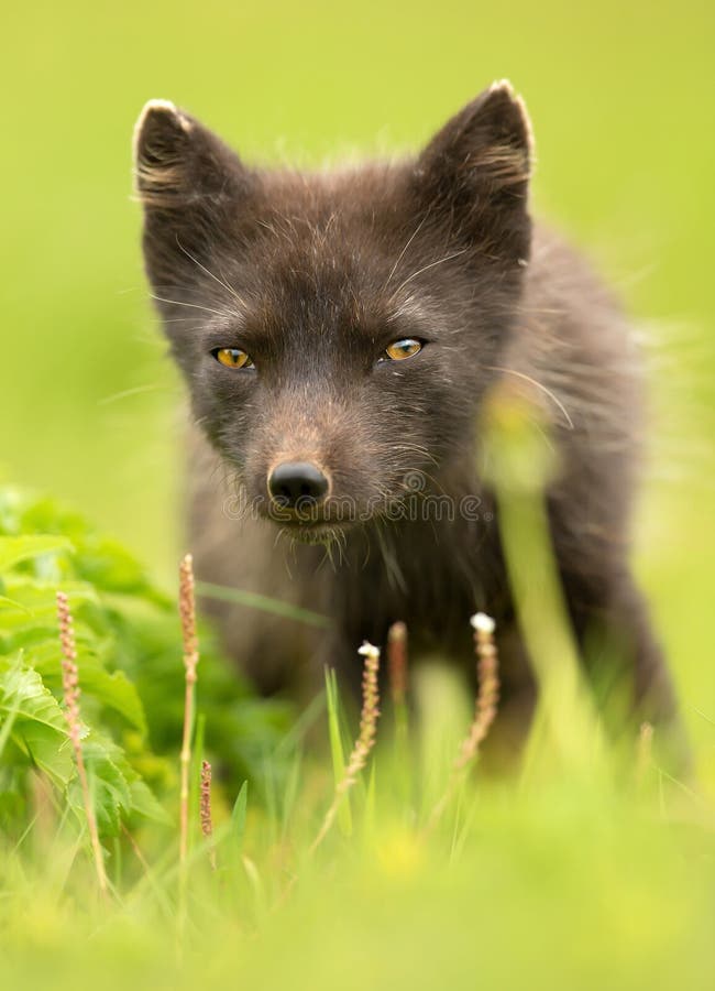 Sluit Omhoog Van Een Poolvos in De Zomer Stock Foto - Image of gras ...
