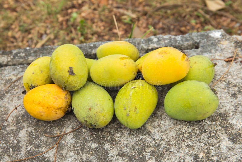Groene mango stock foto. Image of opslag, zoet, kleur - 30270176