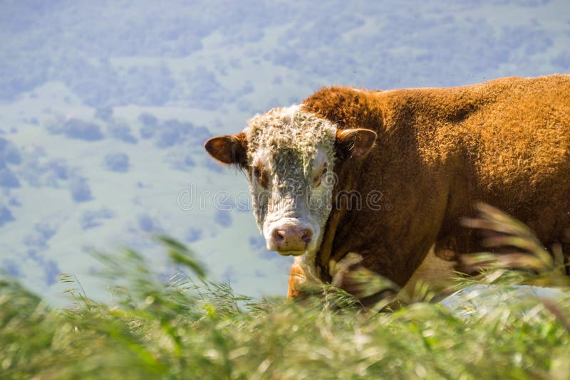 Close-up Van Een Grote Simmentaler Stier Stock Foto - Image of zoogdier ...