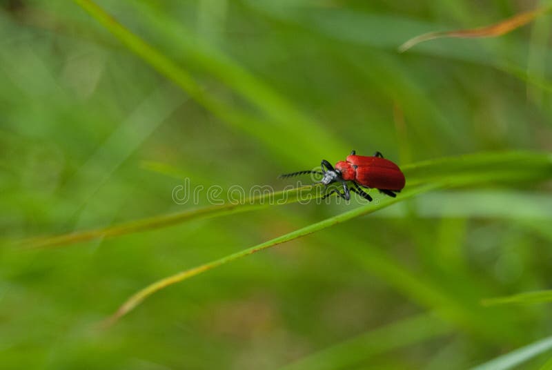 Sluit Omhoog Van Kever Op Groen Gras Stock Foto - Image of nave, zwart ...