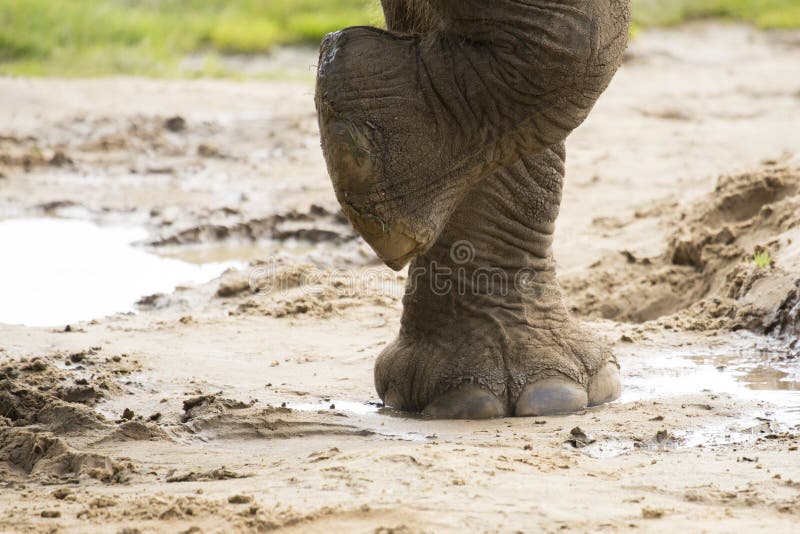 De Voet Van De Olifant Aan Een Metaalketting Die Wordt Gebonden Stock ...
