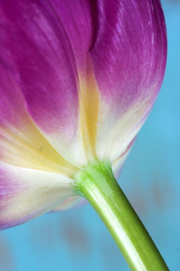 Close-up Van Een Paarse Tulp Stock Afbeelding - Image of enkelvoudig ...