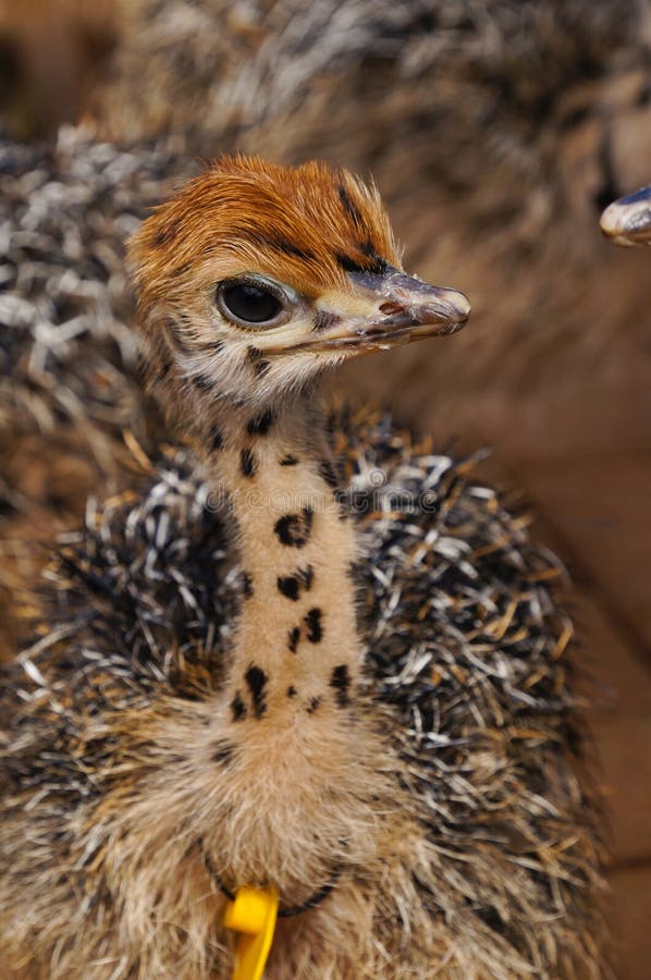 Het Kuiken Van De Struisvogel Stock Afbeelding - Afbeelding bestaande ...