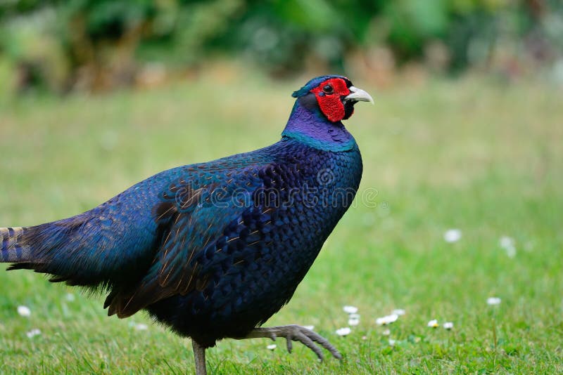 Zwarte fazant in de tuin stock afbeelding. Image of schot - 92763783