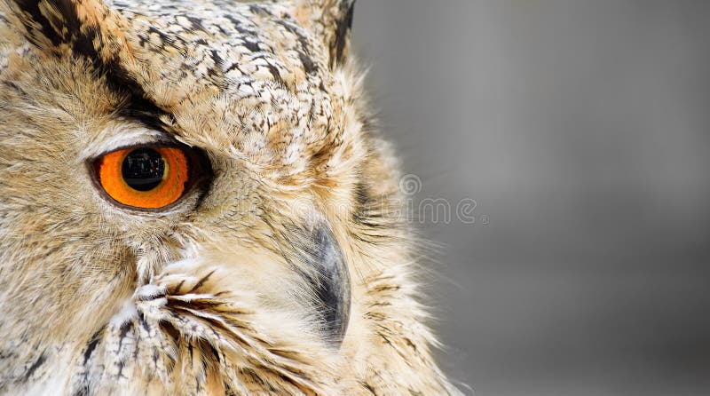 Sluiten Van De Blik Van Witte Uil Met Gouden Oranje Ogen Stock ...