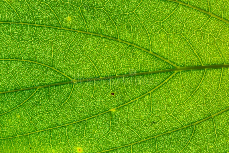 Sluiten Van Groene Bladtextuur Stock Afbeelding - Image of ecologisch ...