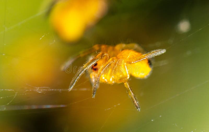 Stolling Van Een Gele Bloem Op Een Komkommer, Geïsoleerd Op Een Witte ...