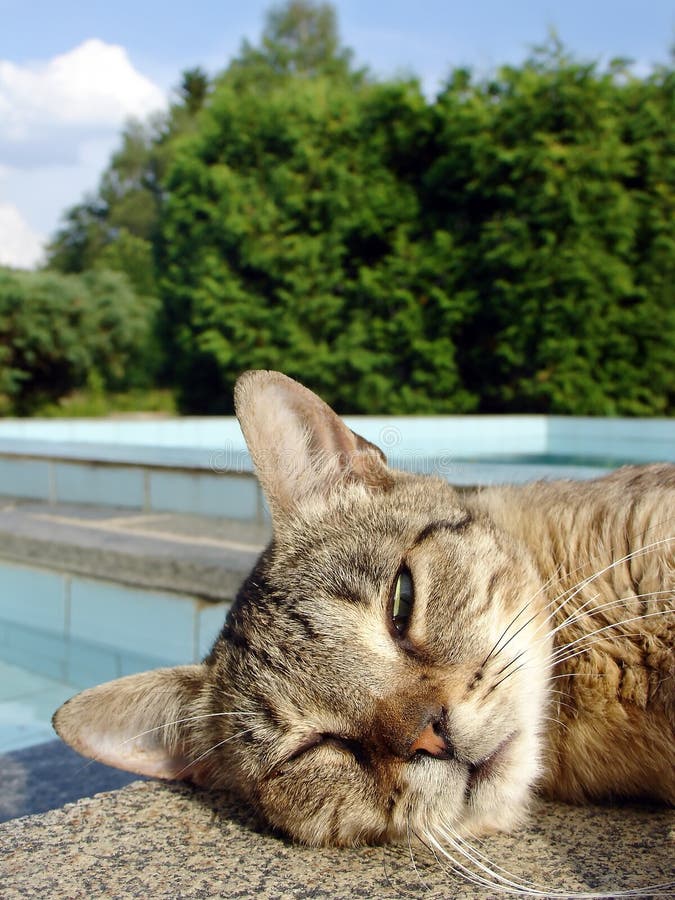 Slumbering cat stock photo. Image of sleeping, holidays - 1747602