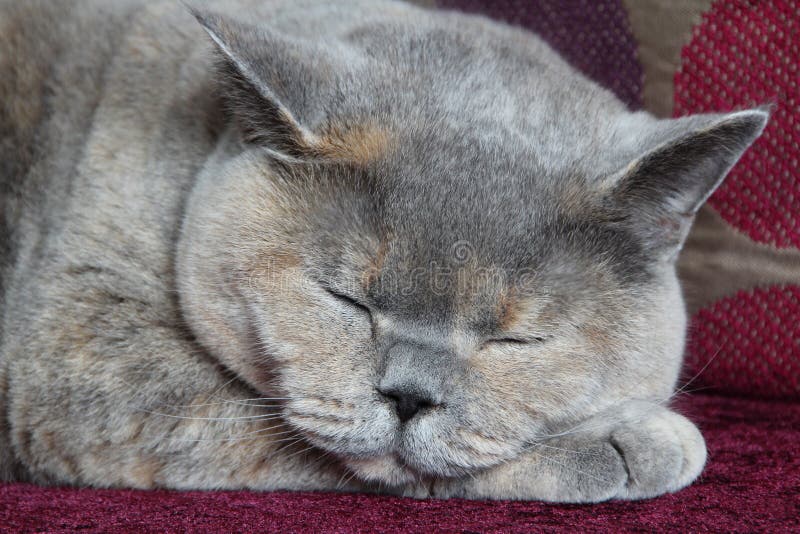 Slumbering cat stock image. Image of sleep, head, bumpkin - 37521909