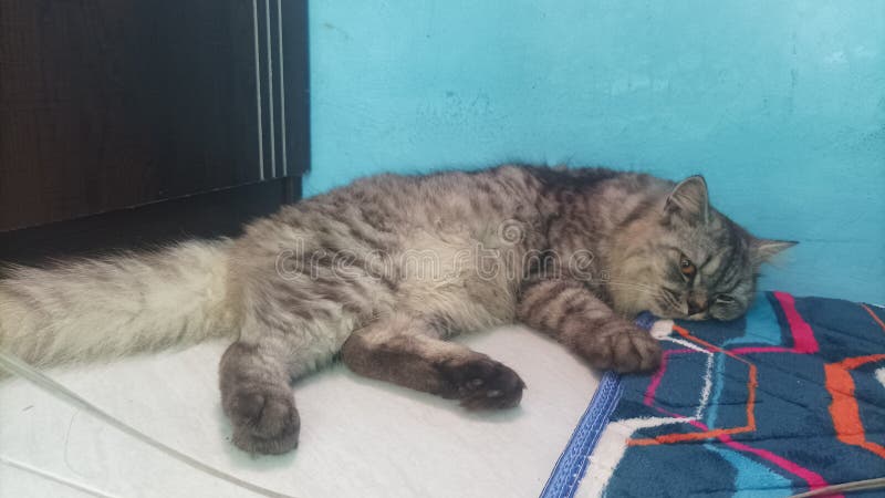 Slumbering Cat stock image. Image of animal, slumbering - 261766415