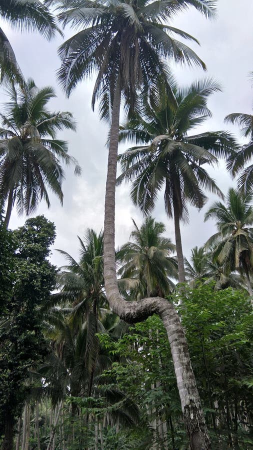Slunt coconut tree stock image. Image of tree, straight - 92208407