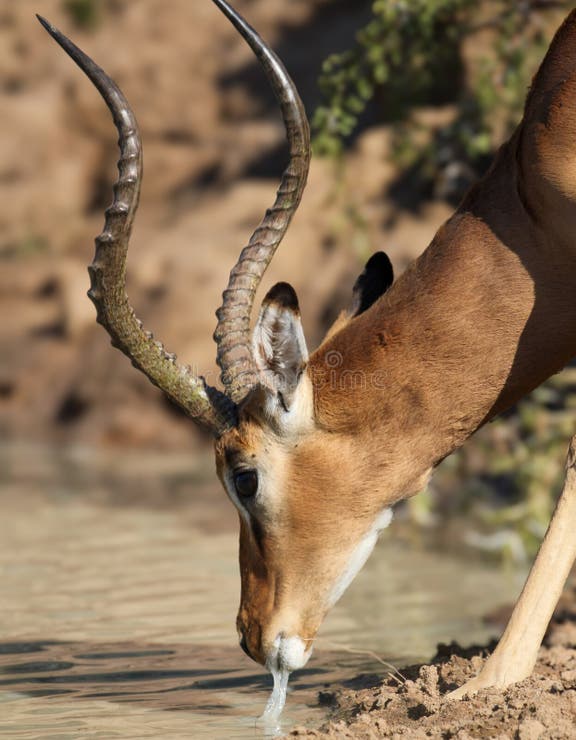 Slurp stock photo. Image of africa, slurp, south, limpopo - 344053006